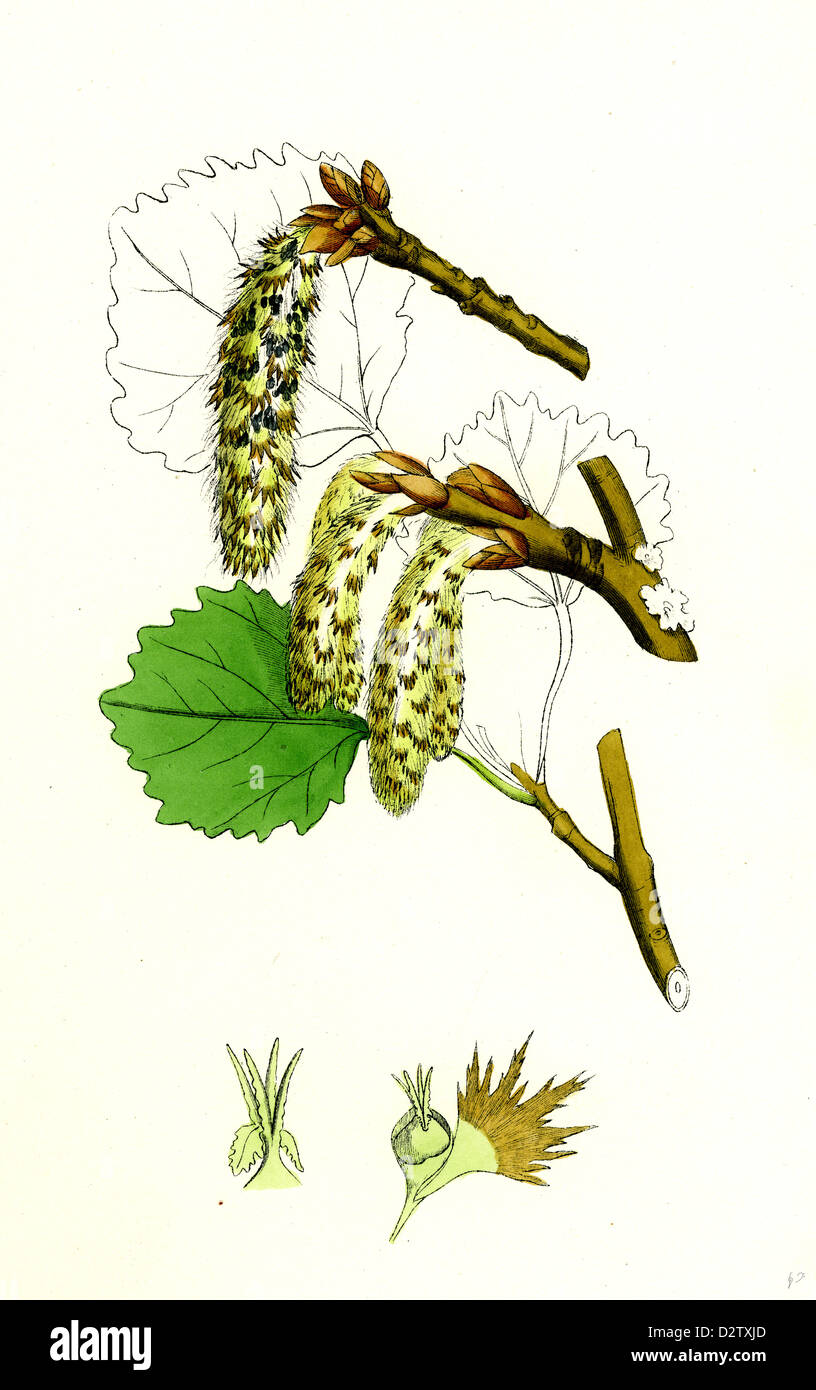 Aspen botanical illustration hi-res stock photography and images - Alamy