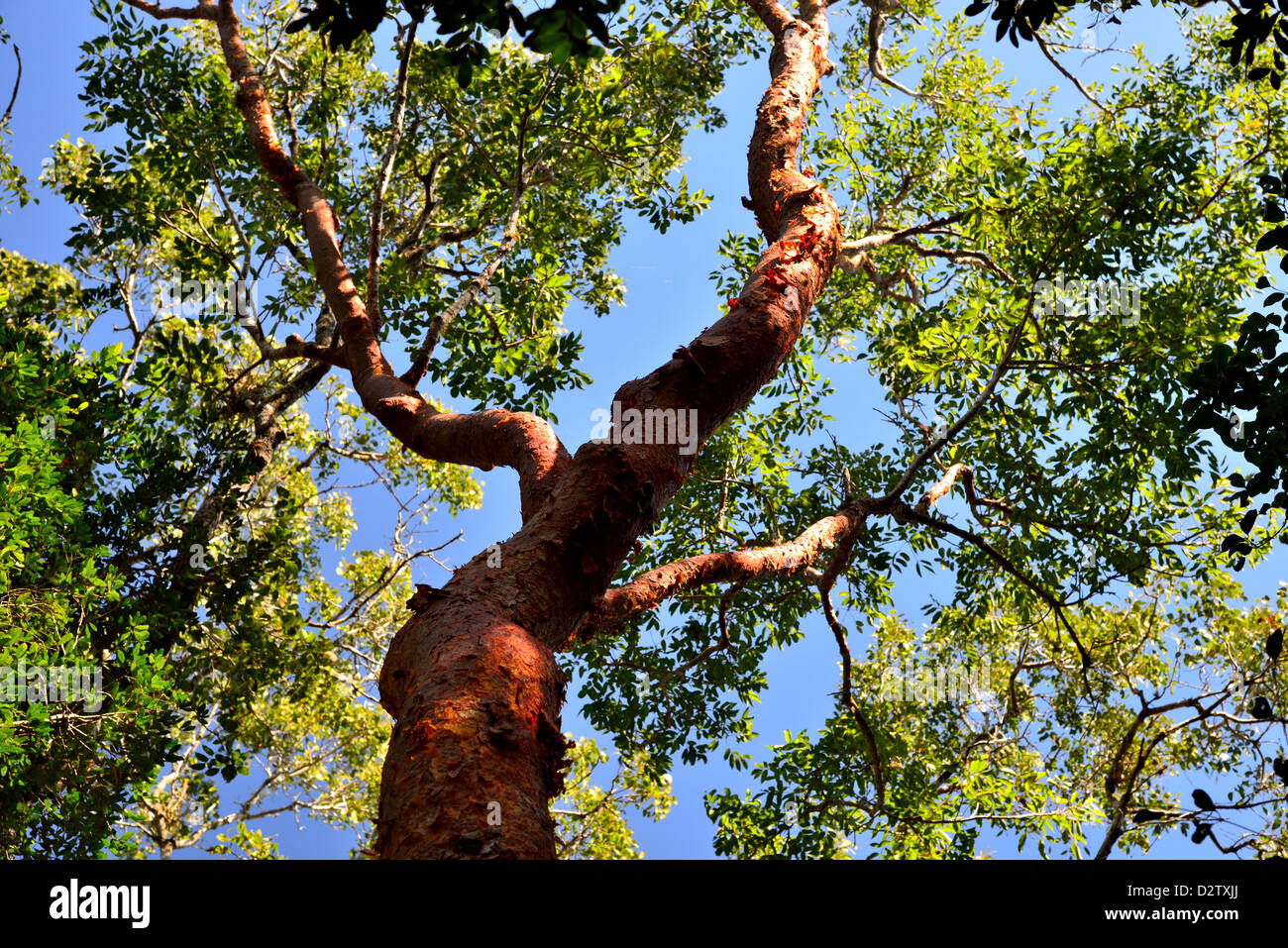 A Gumbo Limbo (Bursera simaruba) tree with red barks. The Everglades ...