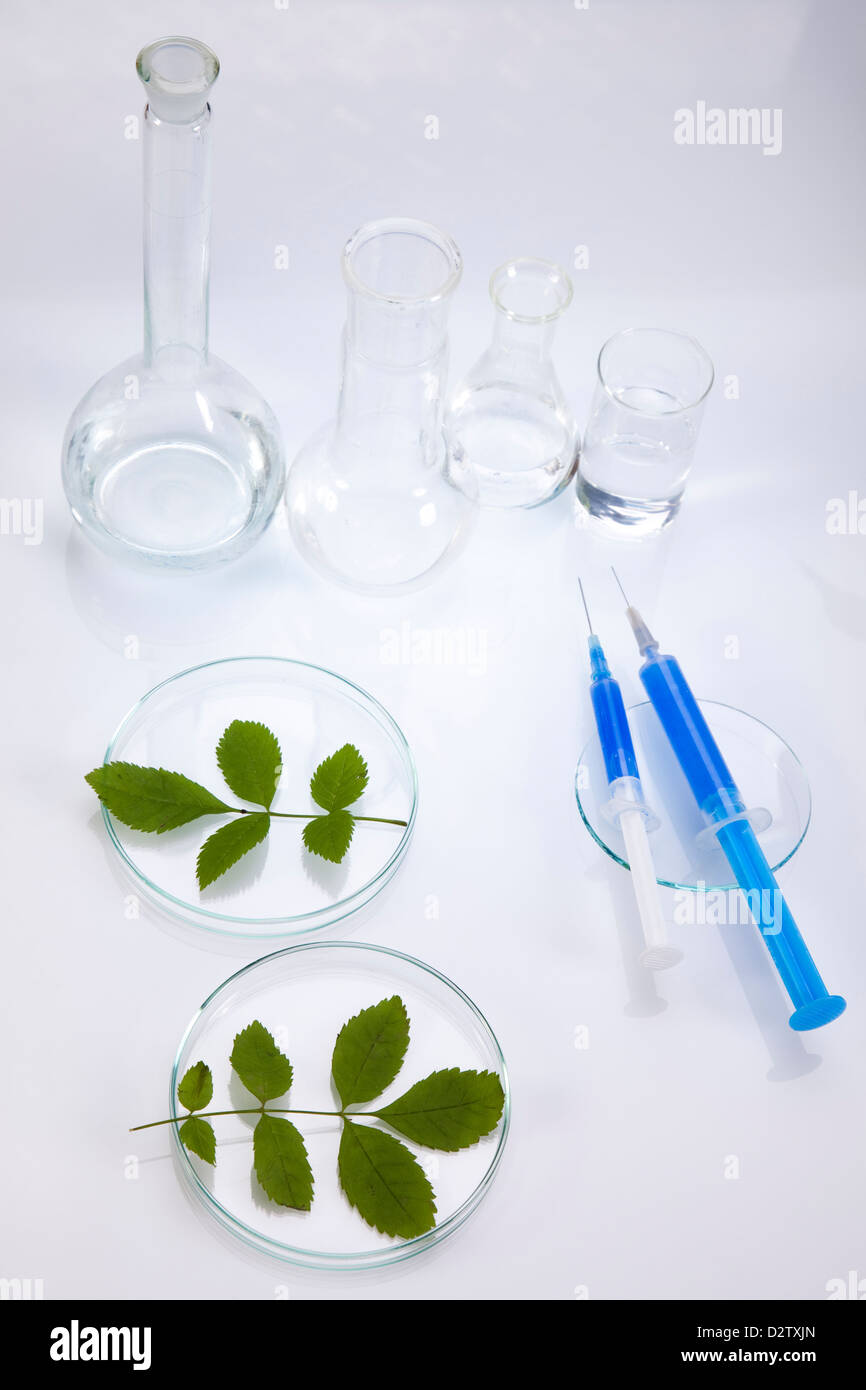 Ecology laboratory experiment in plants Stock Photo - Alamy