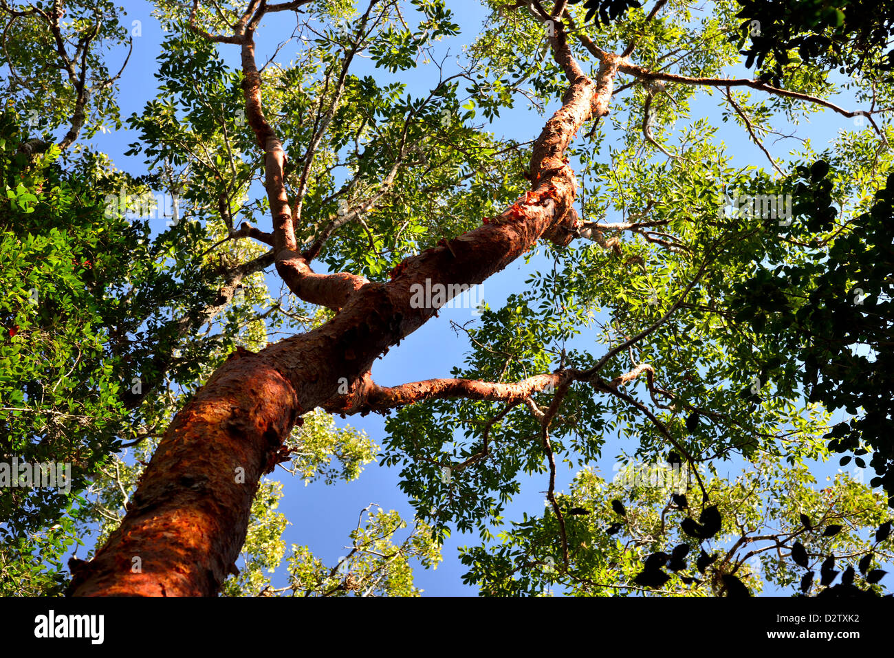 A Gumbo Limbo (Bursera simaruba) tree with red barks. The Everglades ...