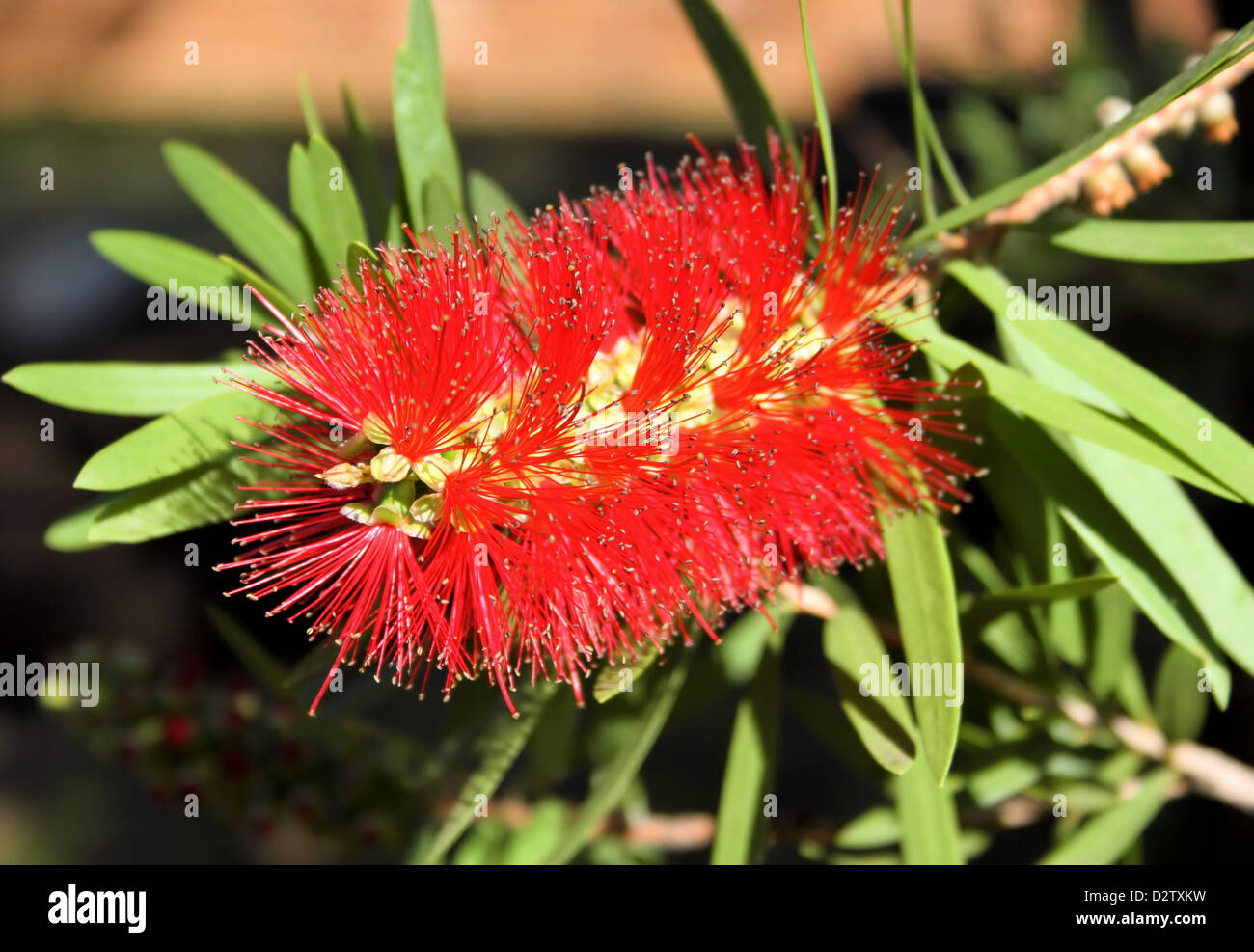 Weeping Bottle Brush High Resolution Stock Photography and Images - Alamy