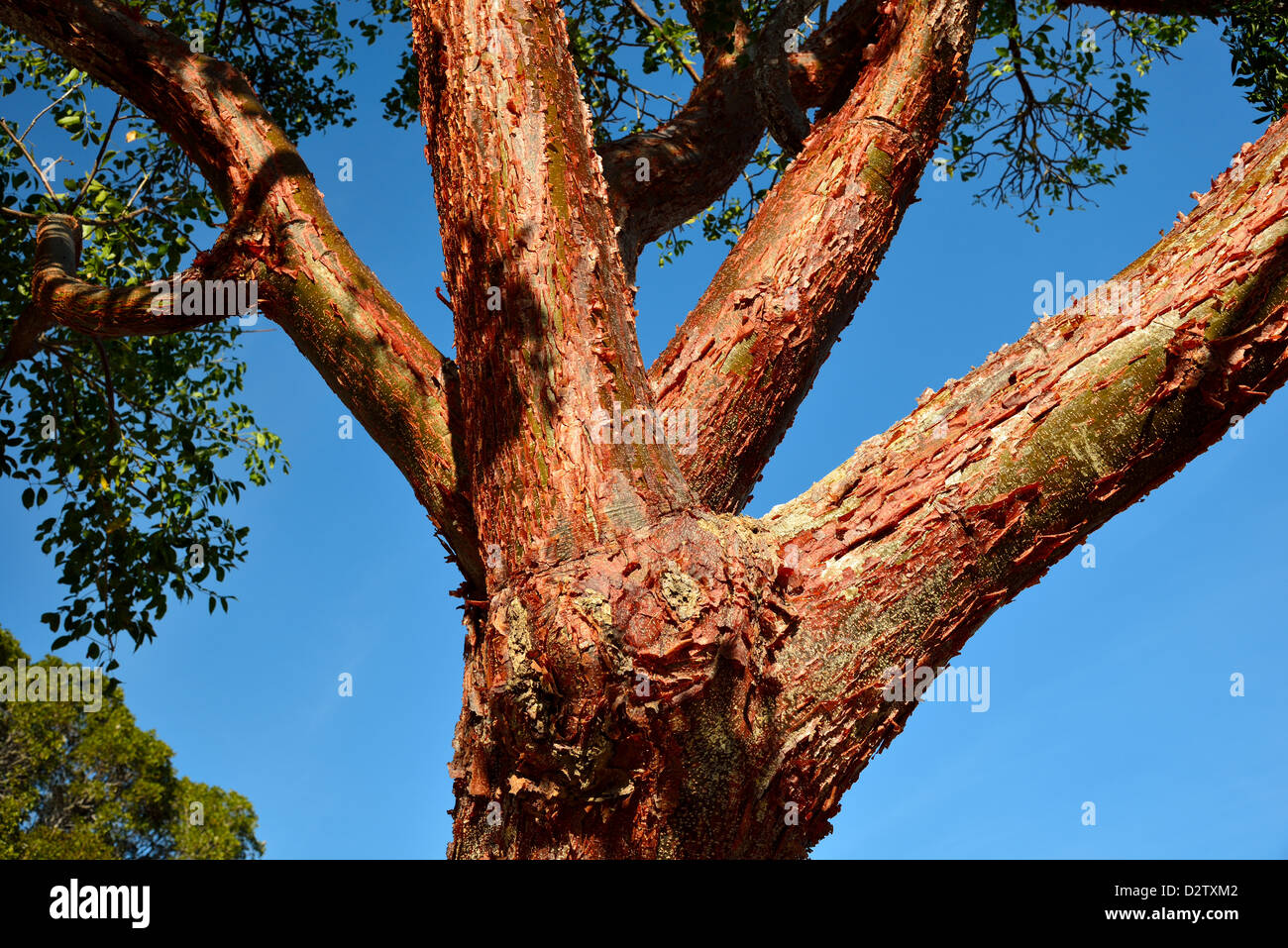 Gumbo limbo tree hi-res stock photography and images - Alamy