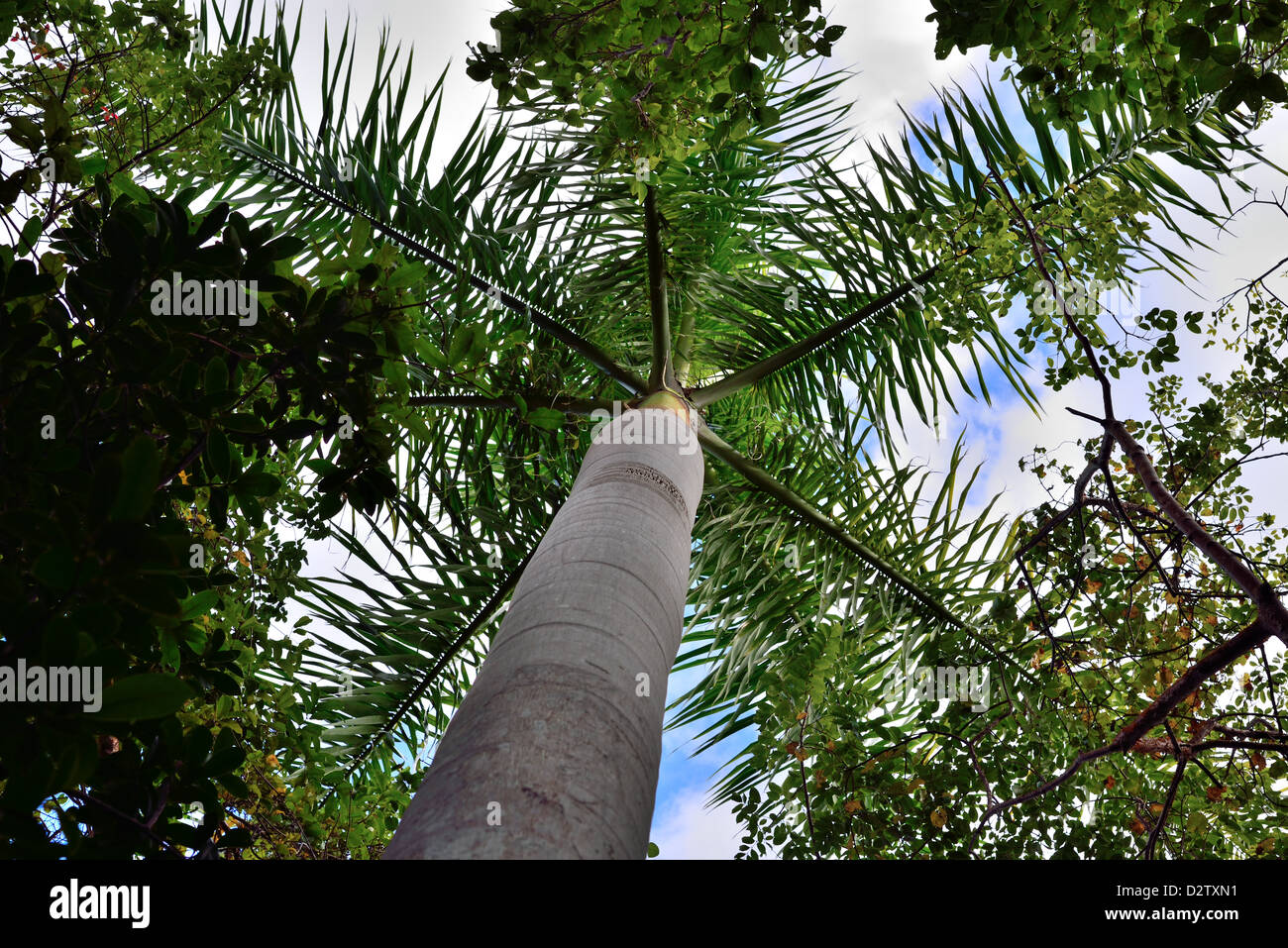 Royal palm tree hi-res stock photography and images - Alamy