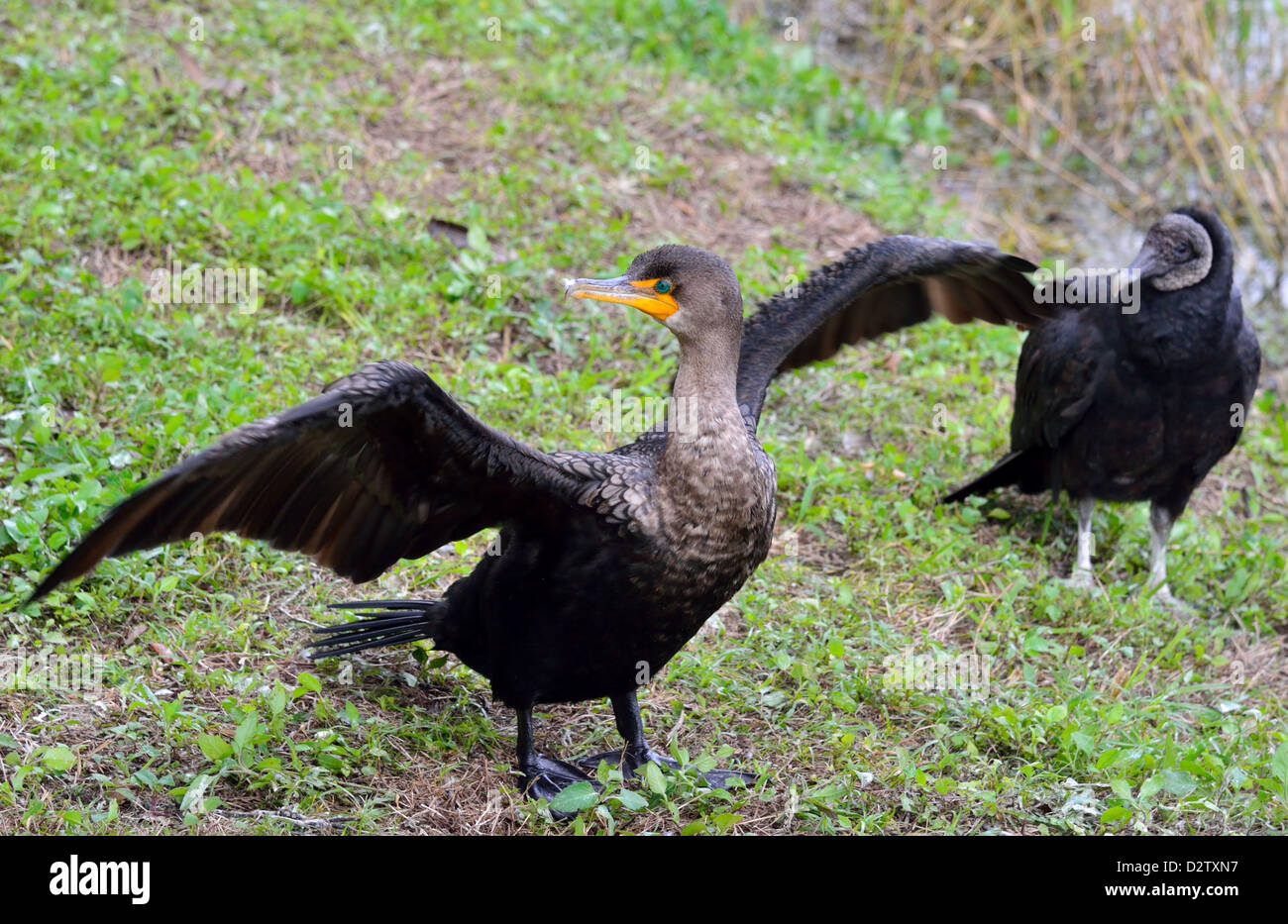 Cormorant with wings spread hi-res stock photography and images - Alamy