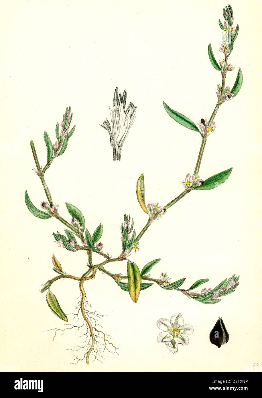 Polygonum Raii; Ray's Knot-grass Stock Photo - Alamy