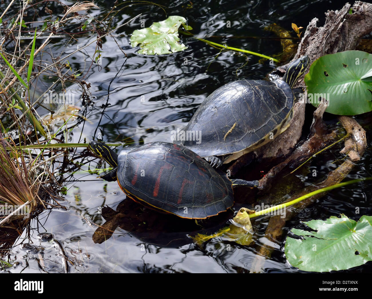 A pair of Florida red-billed turtles. The Everglades National Park ...
