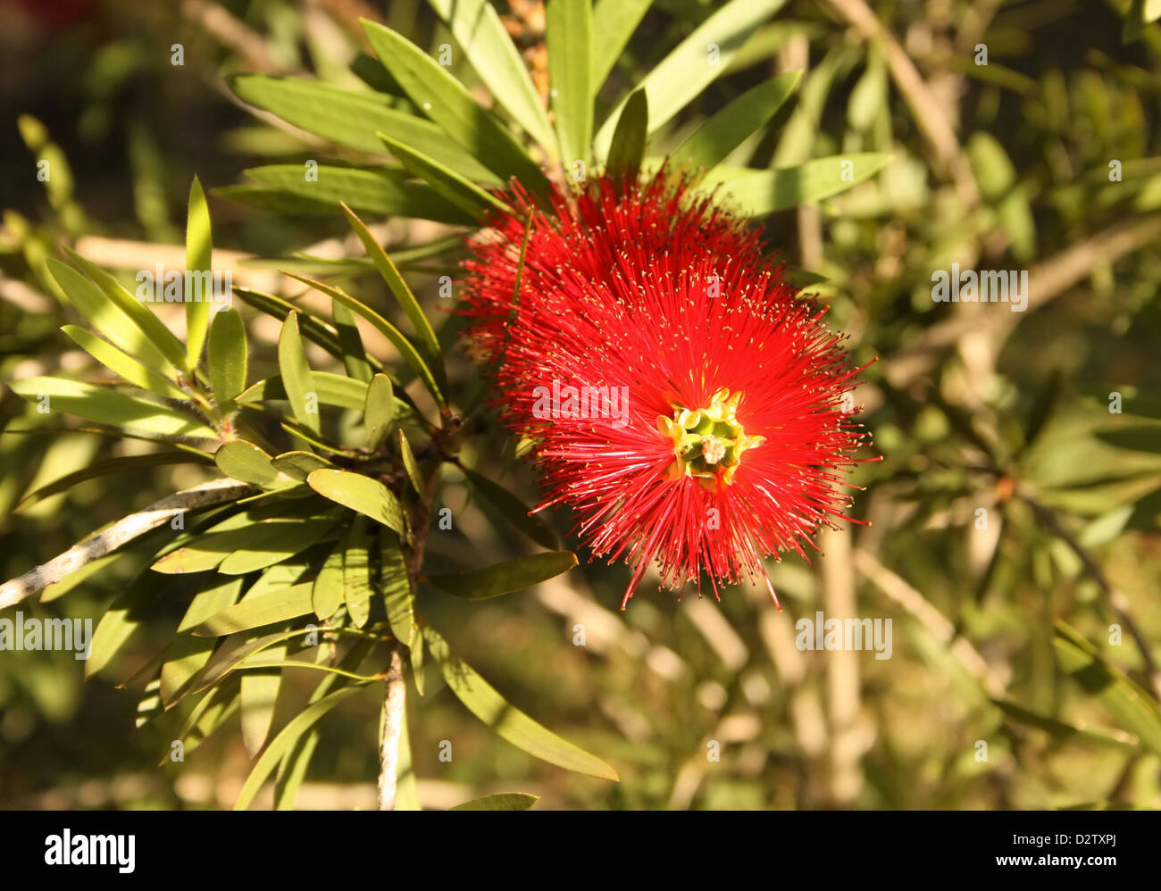 Close-up Picture of the Spiky Red Bottle Brush Flower Stock Photo - Alamy