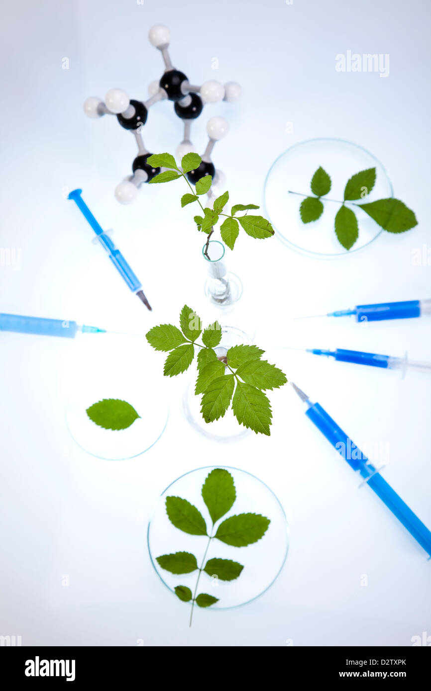 Ecology laboratory experiment in plants Stock Photo - Alamy