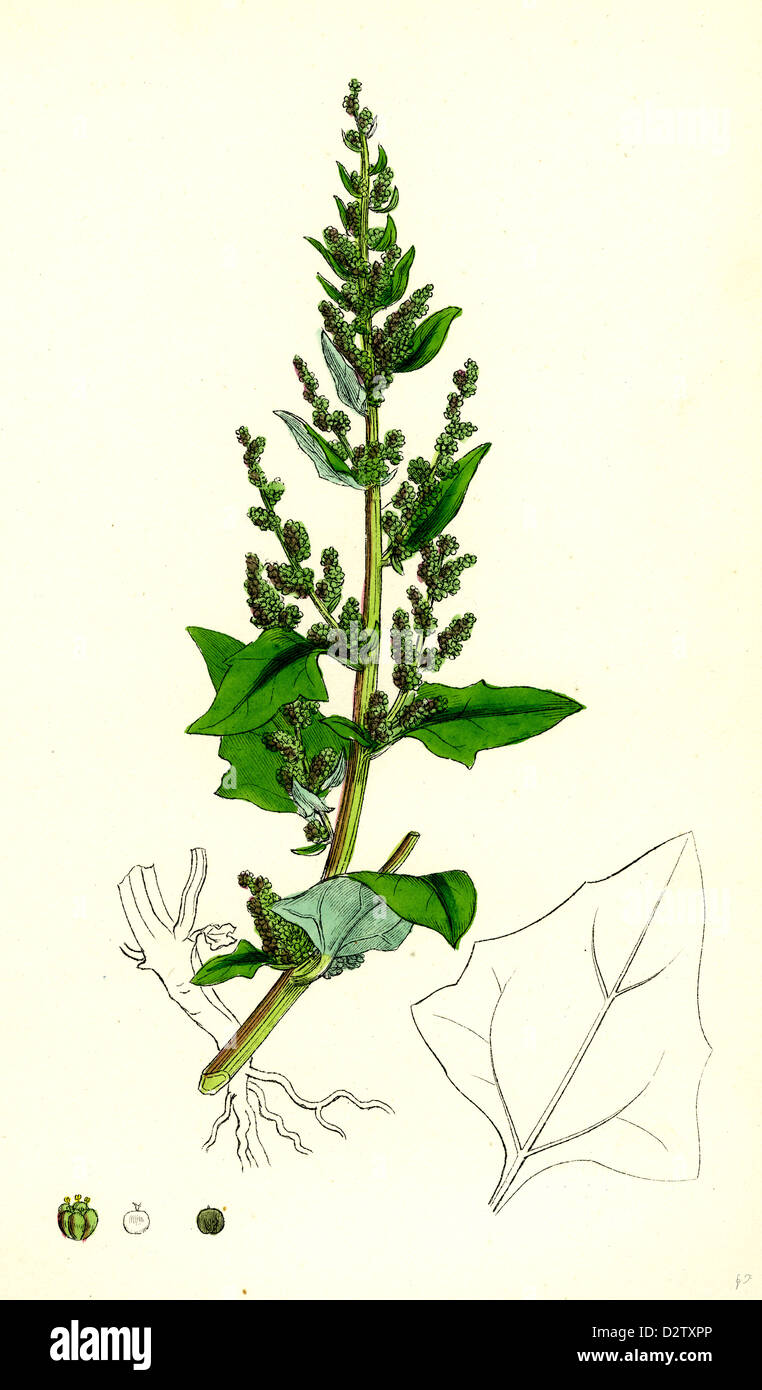 Chenopodium botryoides hi-res stock photography and images - Alamy