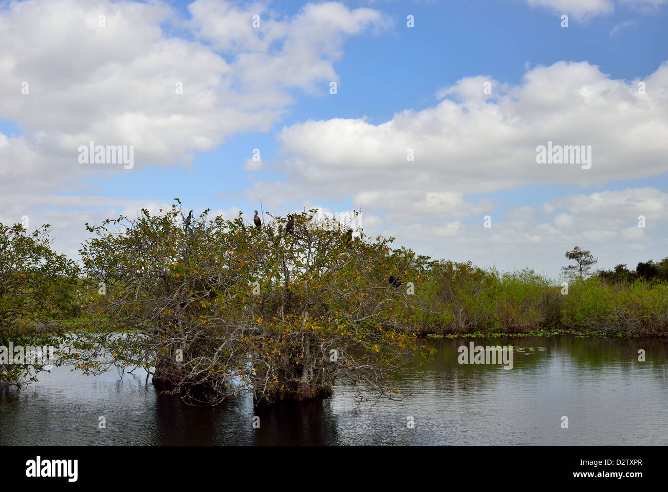 Native trees of florida hi-res stock photography and images - Alamy