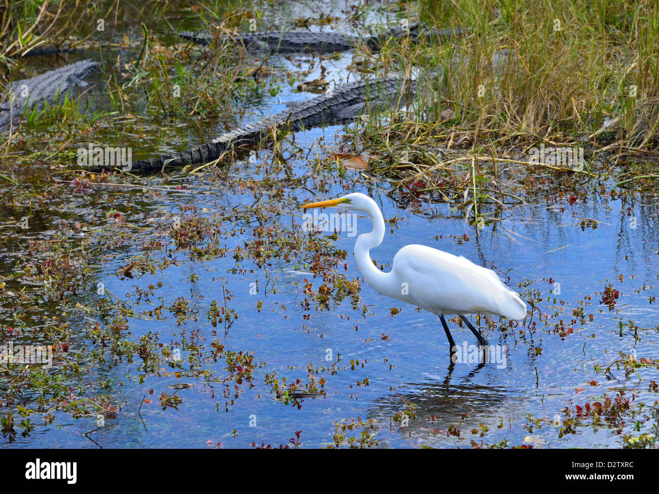 Alligator infested water hi-res stock photography and images - Alamy