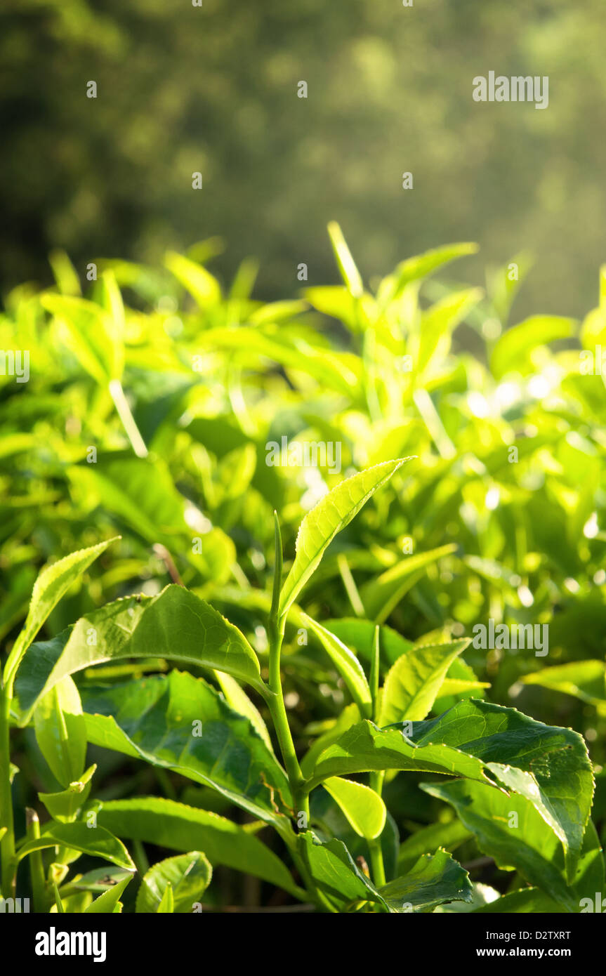 green tea leaf in the morning Stock Photo - Alamy