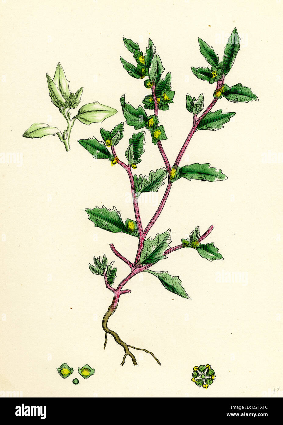 Atriplex arenaria; Frosted Sea Orache Stock Photo - Alamy