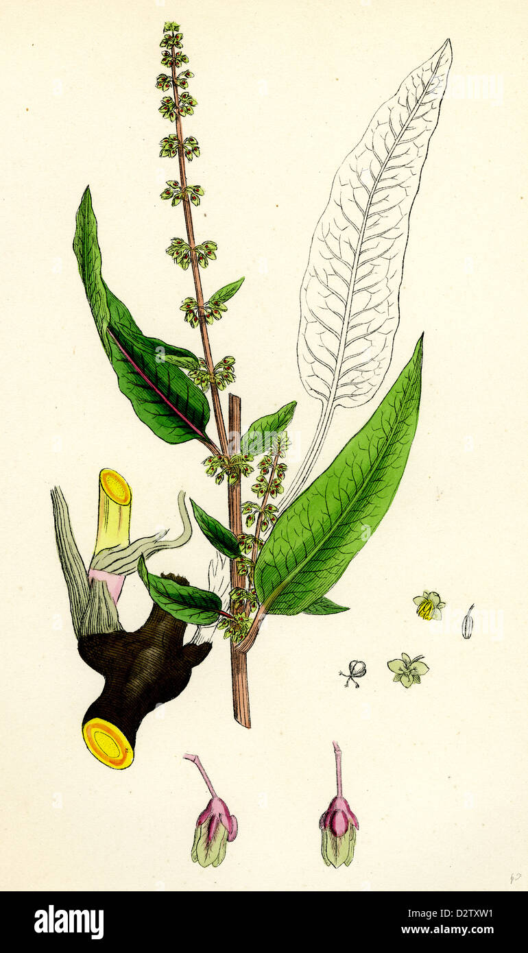 Rumex sanguineus botanical illustration hi-res stock photography and ...
