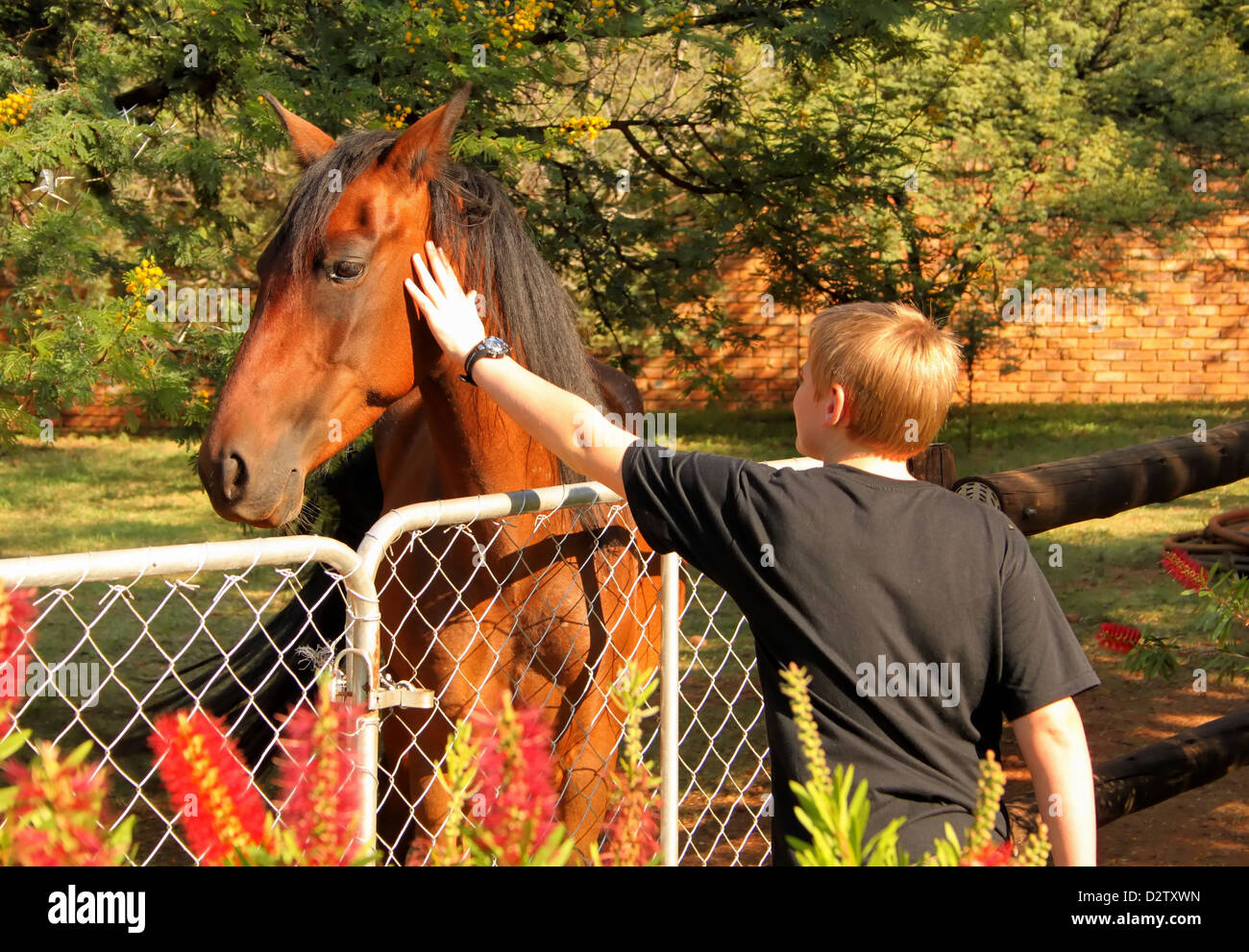 Pony standing boy hi-res stock photography and images - Alamy
