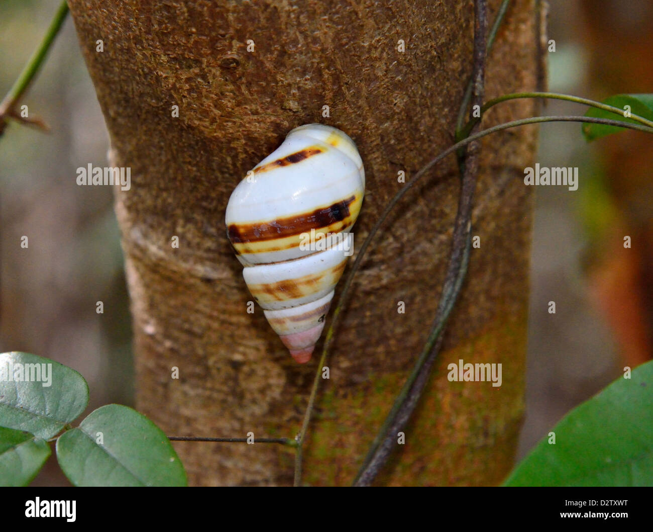 Tree snail hi-res stock photography and images - Alamy