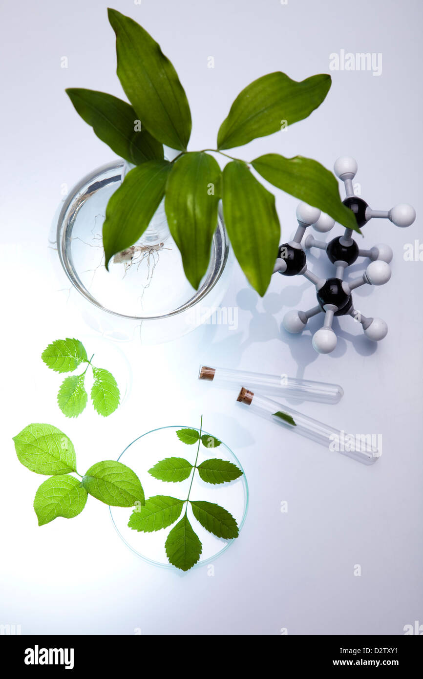 Working in a laboratory and plants Stock Photo - Alamy