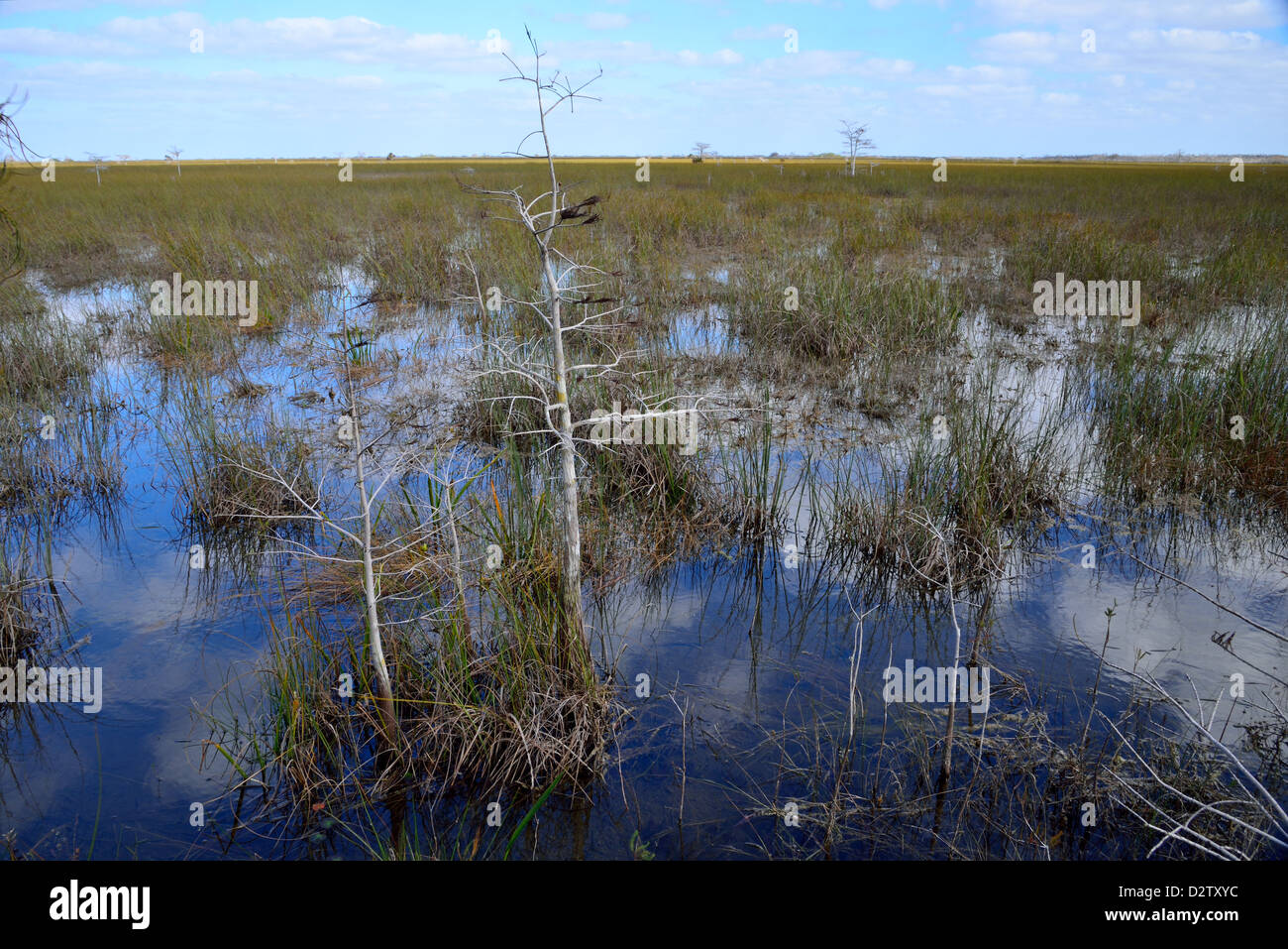 Swamp sawgrass florida everglades water High Resolution Stock ...