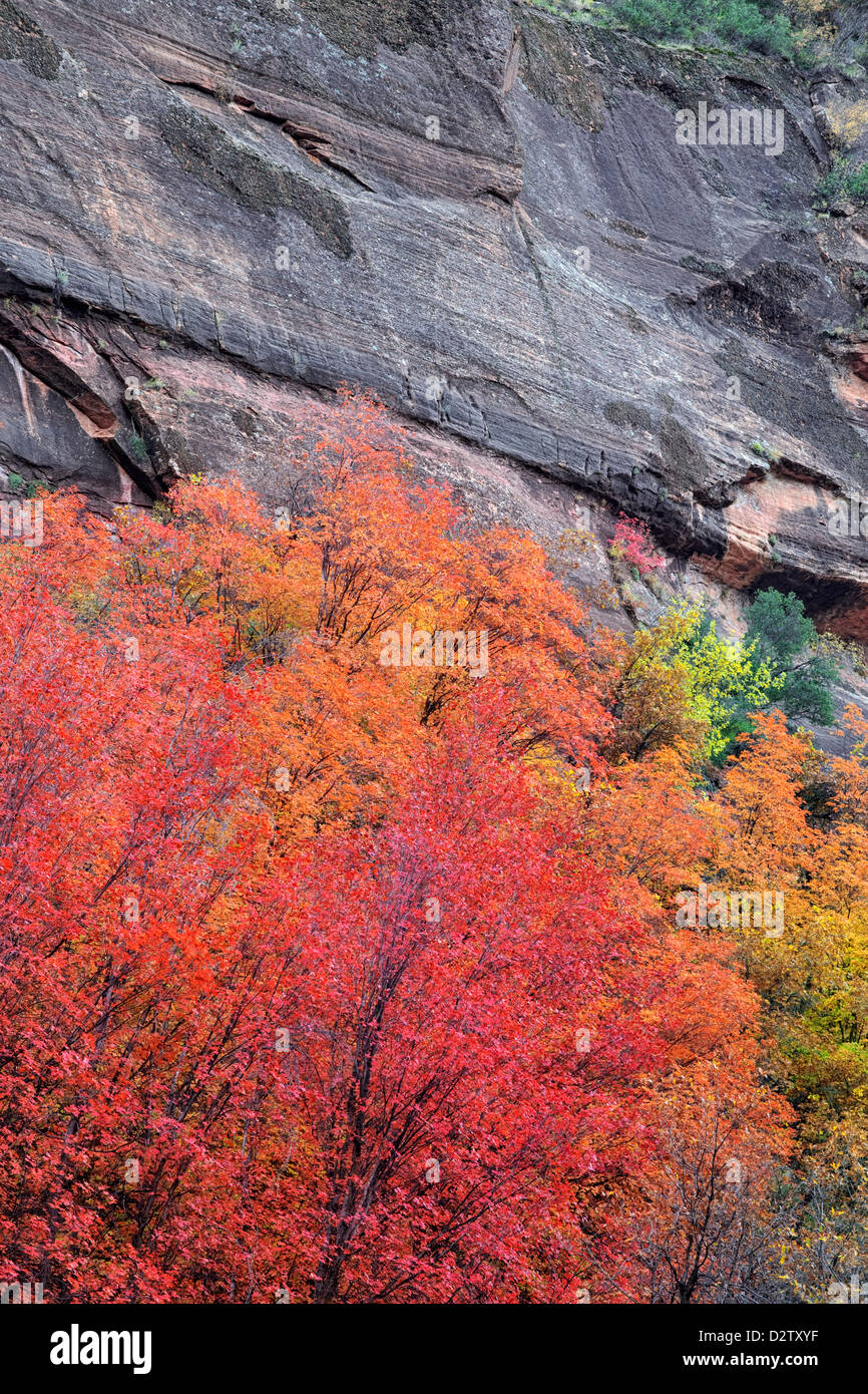 Red big tooth maple trees dominate the autumn color in Zion Canyon and ...