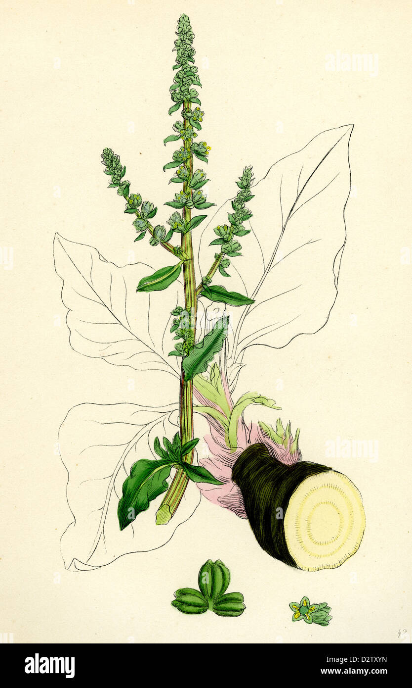 Beta maritima; Sea Beet Stock Photo - Alamy