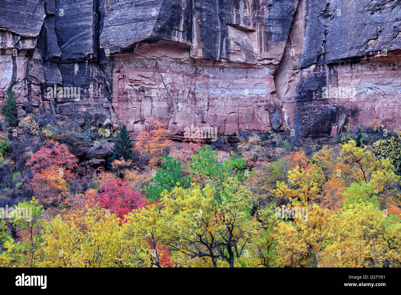An autumn palette among the red big tooth maple and yellow cottonwood ...