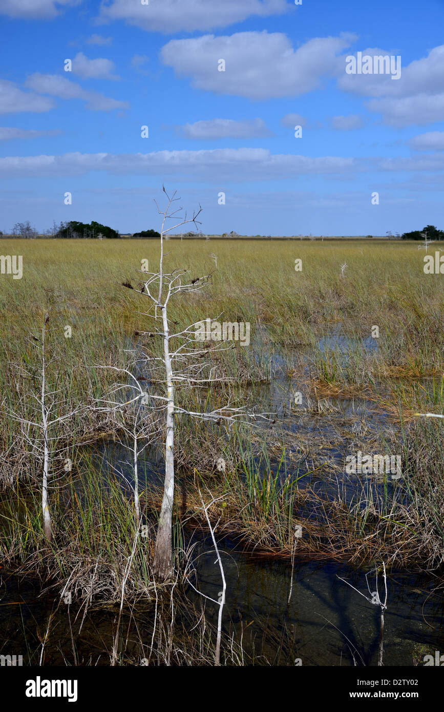 Bald cypress trees in sawgrass marsh. The Everglades National Park ...