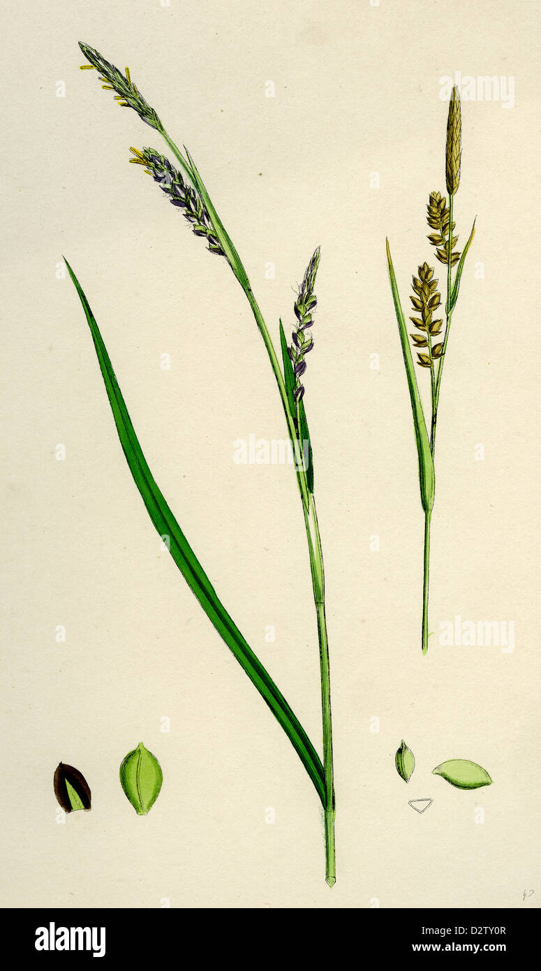 Panicea hi-res stock photography and images - Alamy
