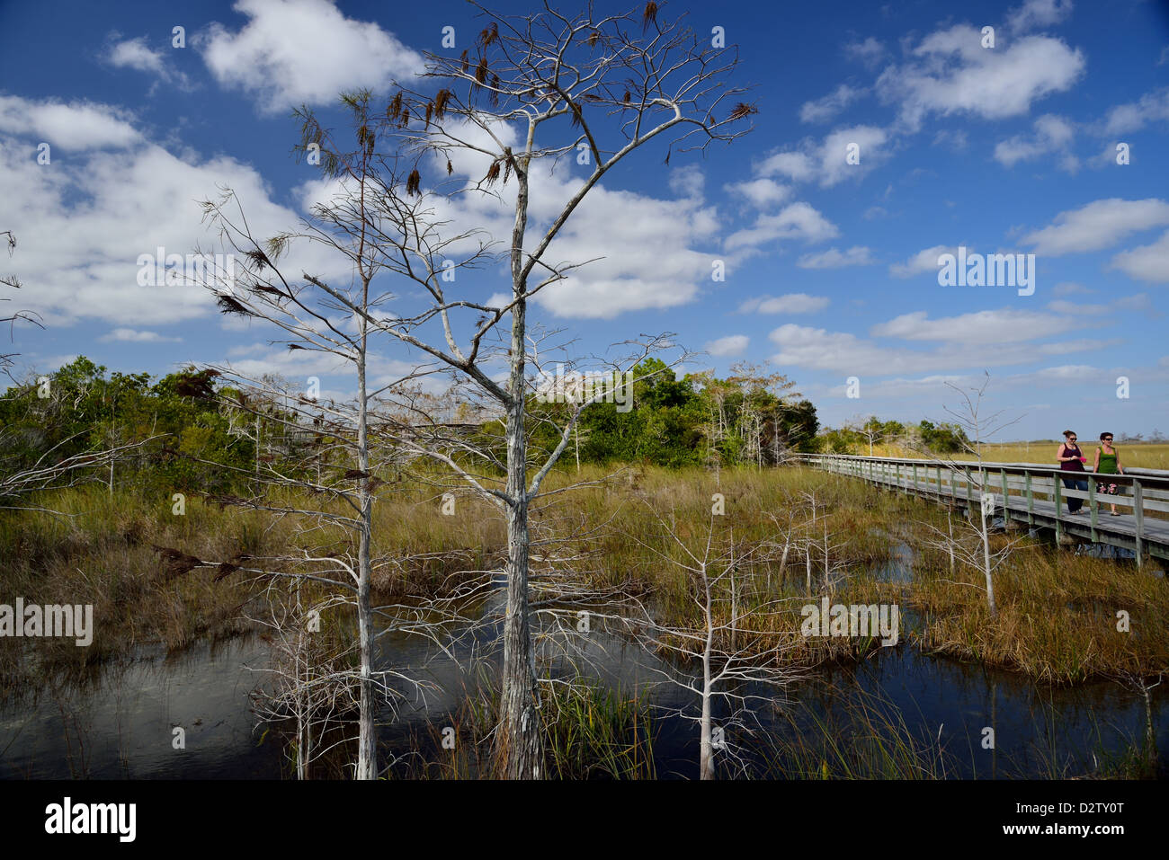 Bald cypress trees in sawgrass marsh. The Everglades National Park ...
