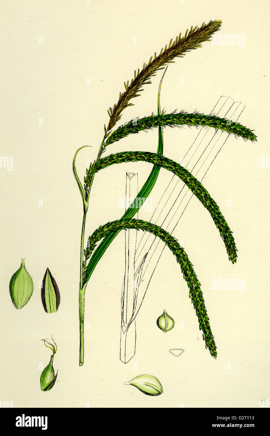 Carex pendula Great Pendulous Sedge Stock Photo - Alamy