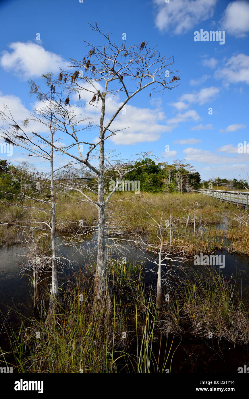 Marsh cypress hi-res stock photography and images - Alamy