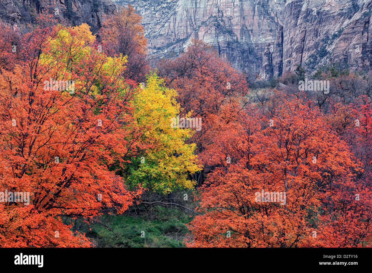 Red big tooth maple trees dominate the autumn color in Zion Canyon and ...