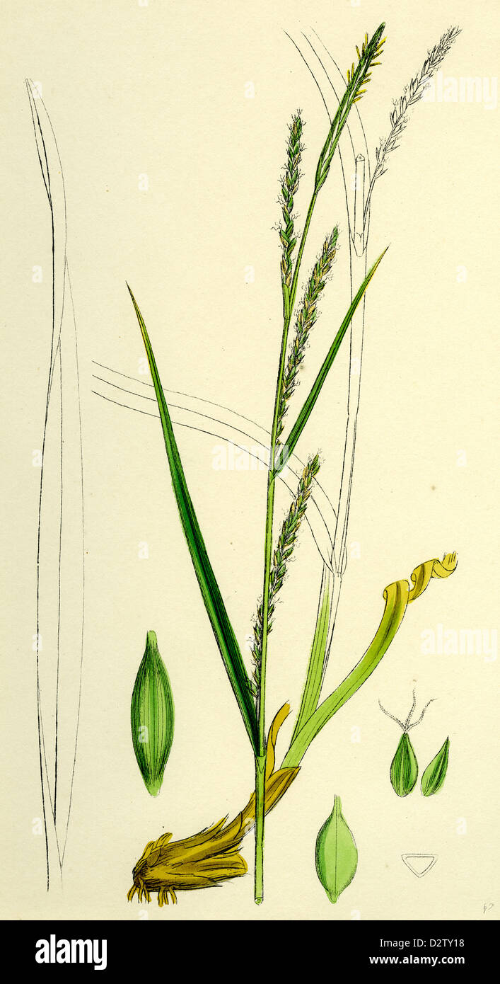 Spiked sedge hi-res stock photography and images - Alamy