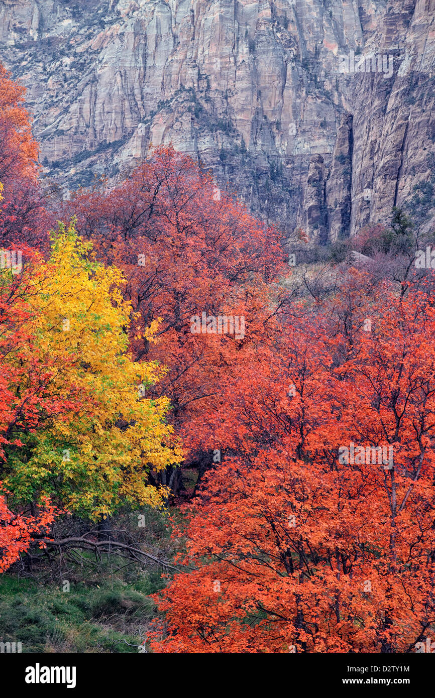 Red big tooth maple trees dominate the autumn color in Zion Canyon and ...