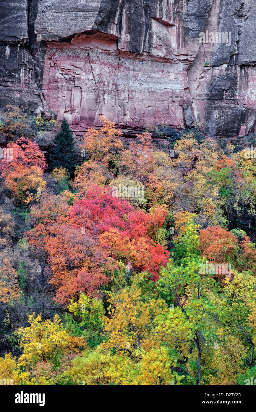 A palette of autumn color along the walls of Zion Canyon and Utah’s ...