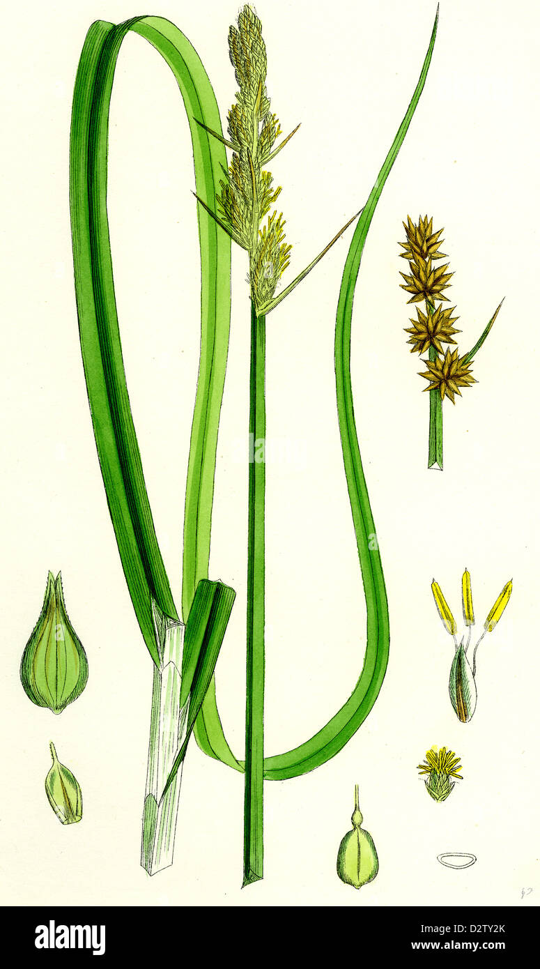 Carex vulpina; Great Sedge Stock Photo - Alamy