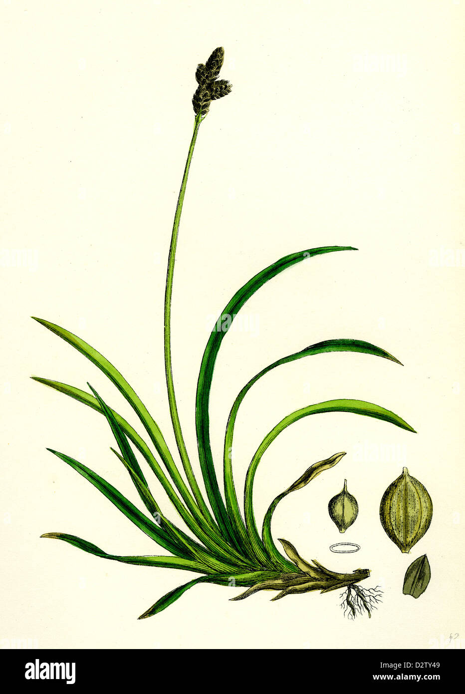 Carex rigida; Stiff Mountain Sedge Stock Photo - Alamy