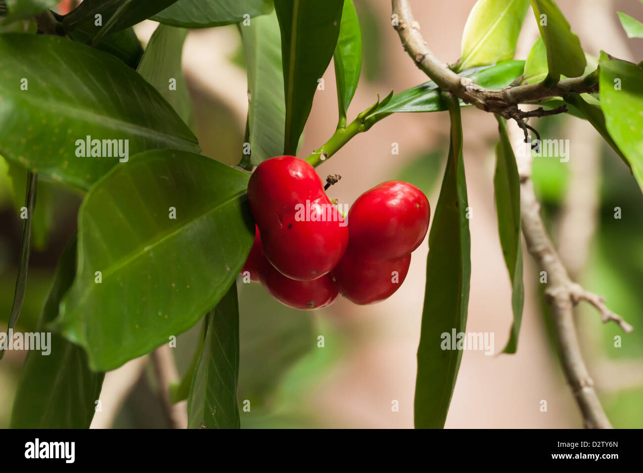 coffee bean berries, Jalisco, Mexico Stock Photo - Alamy