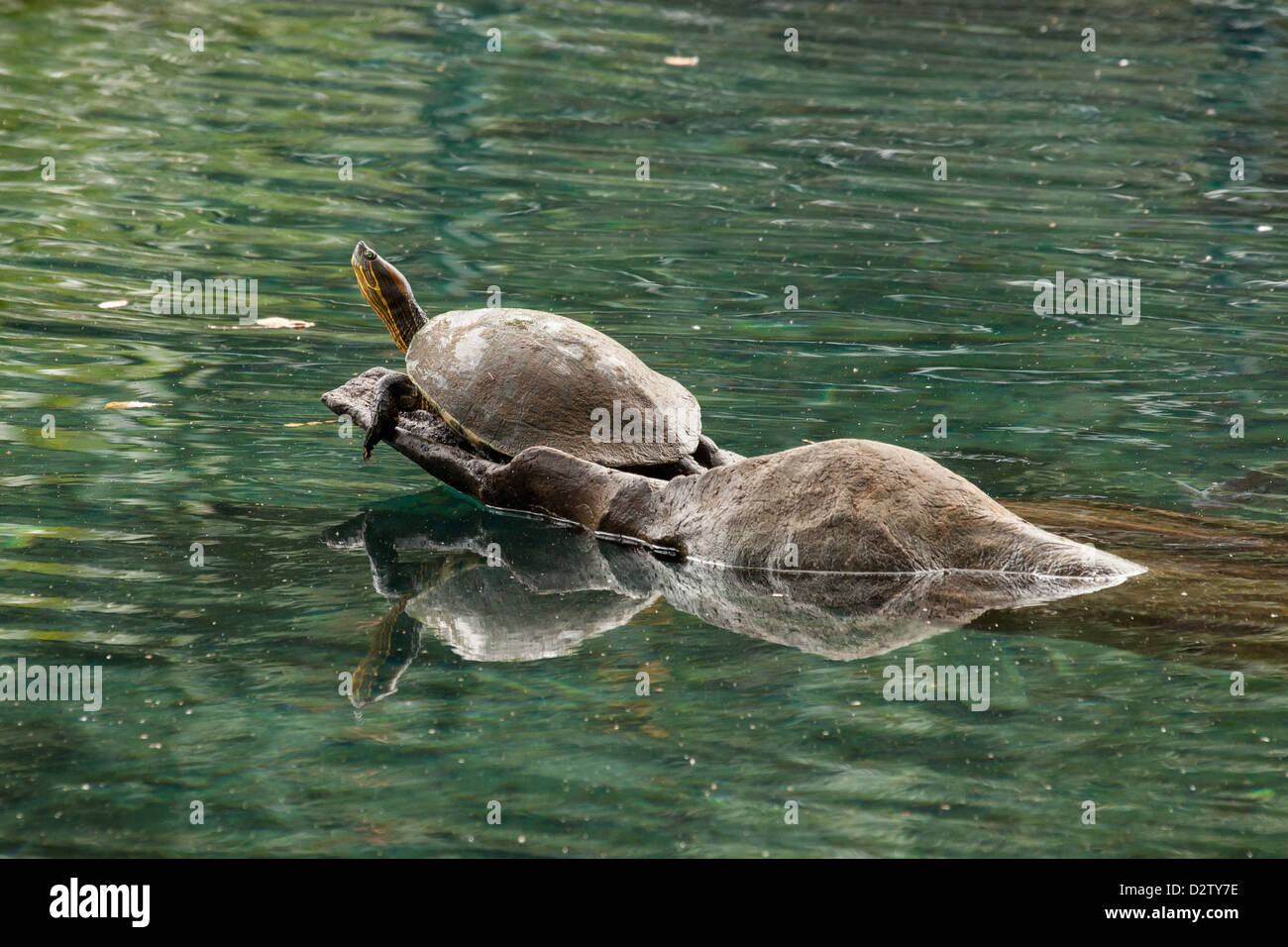 Tovara hi-res stock photography and images - Alamy