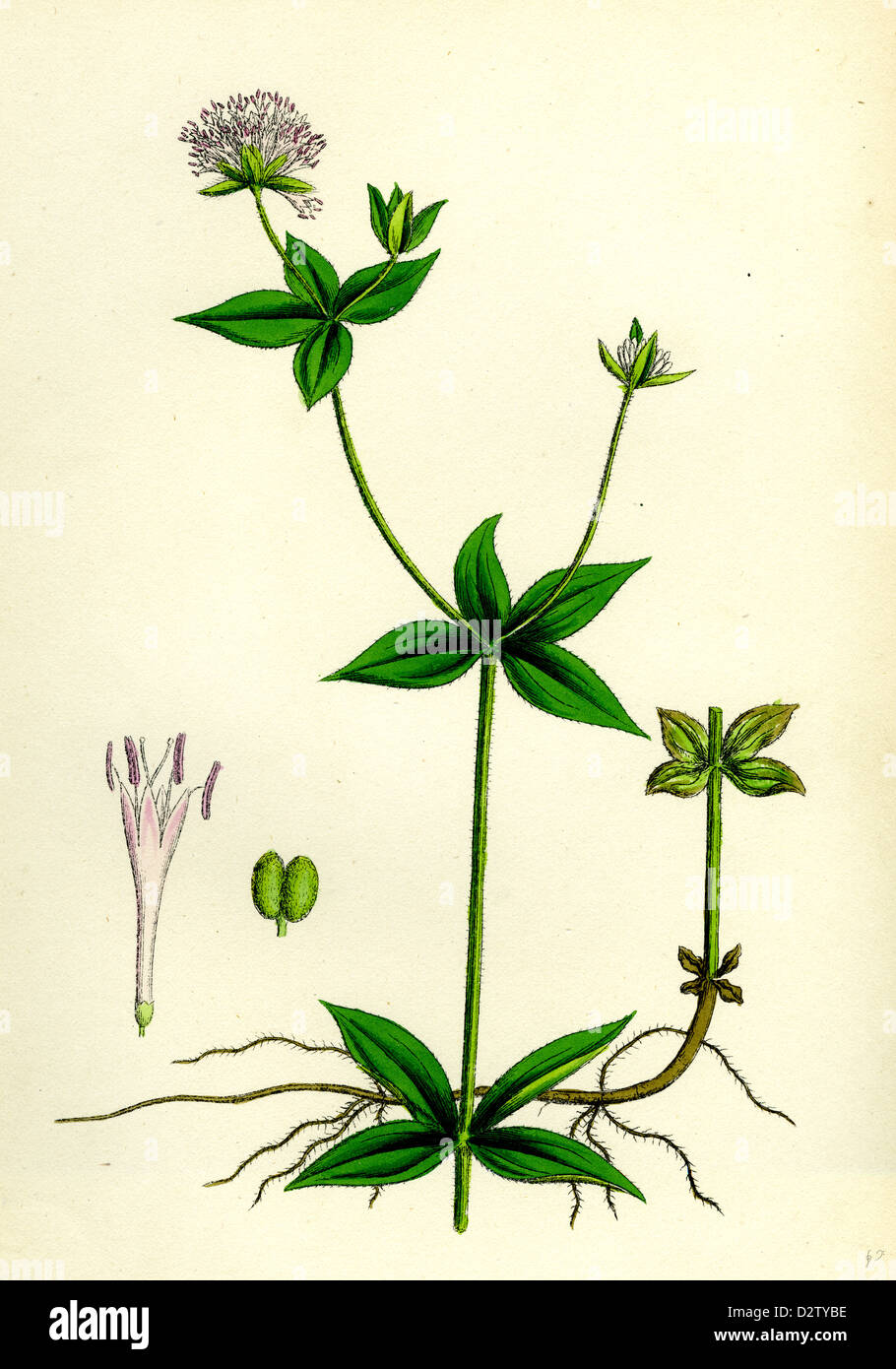 Asperula taurina; Four-leaved Woodruff Stock Photo - Alamy