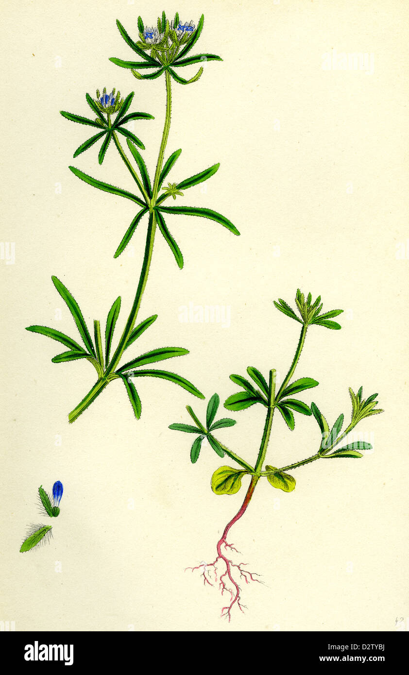Asperula arvensis Field Woodruff Stock Photo - Alamy