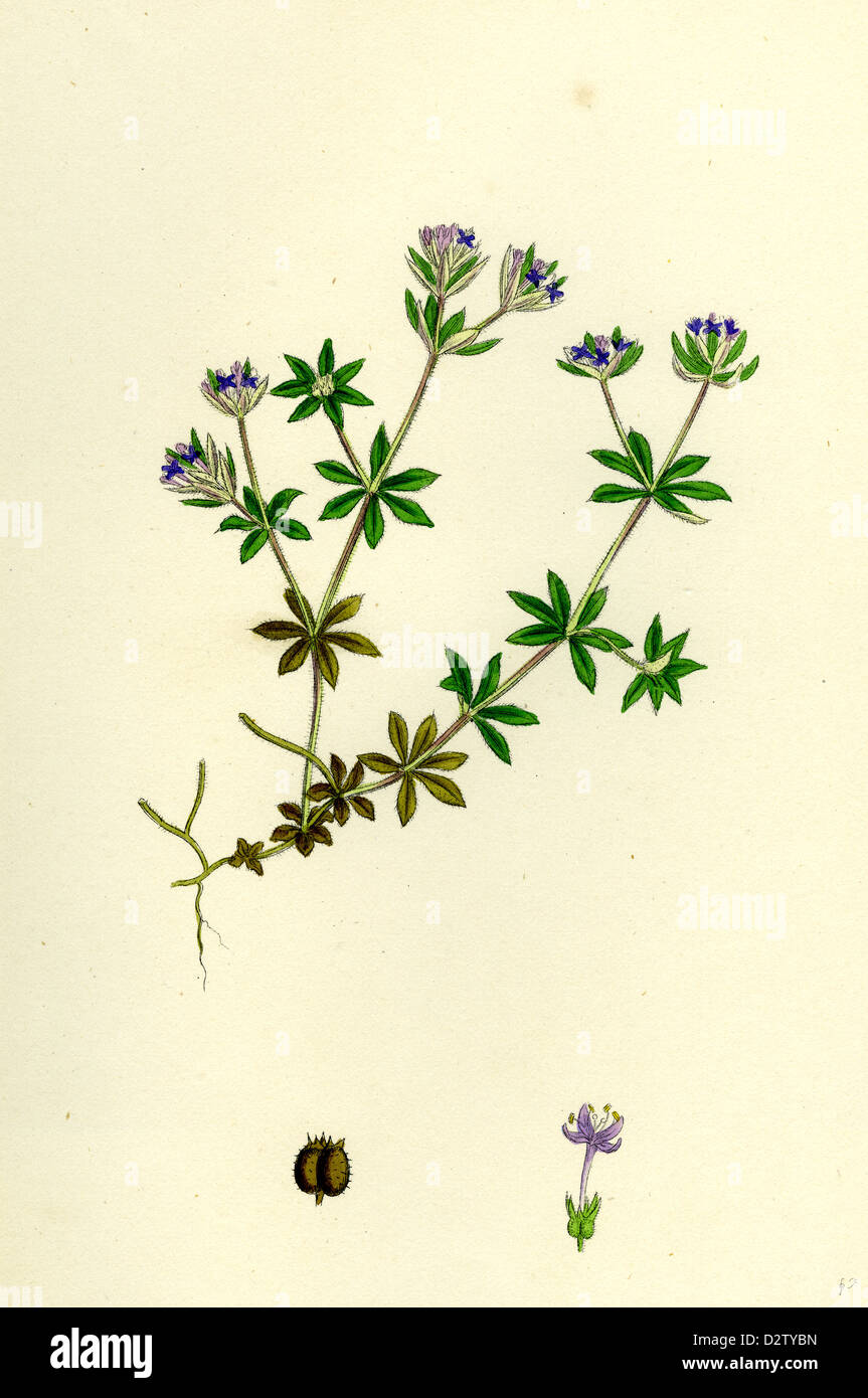 Sherardia arvensis hi-res stock photography and images - Alamy