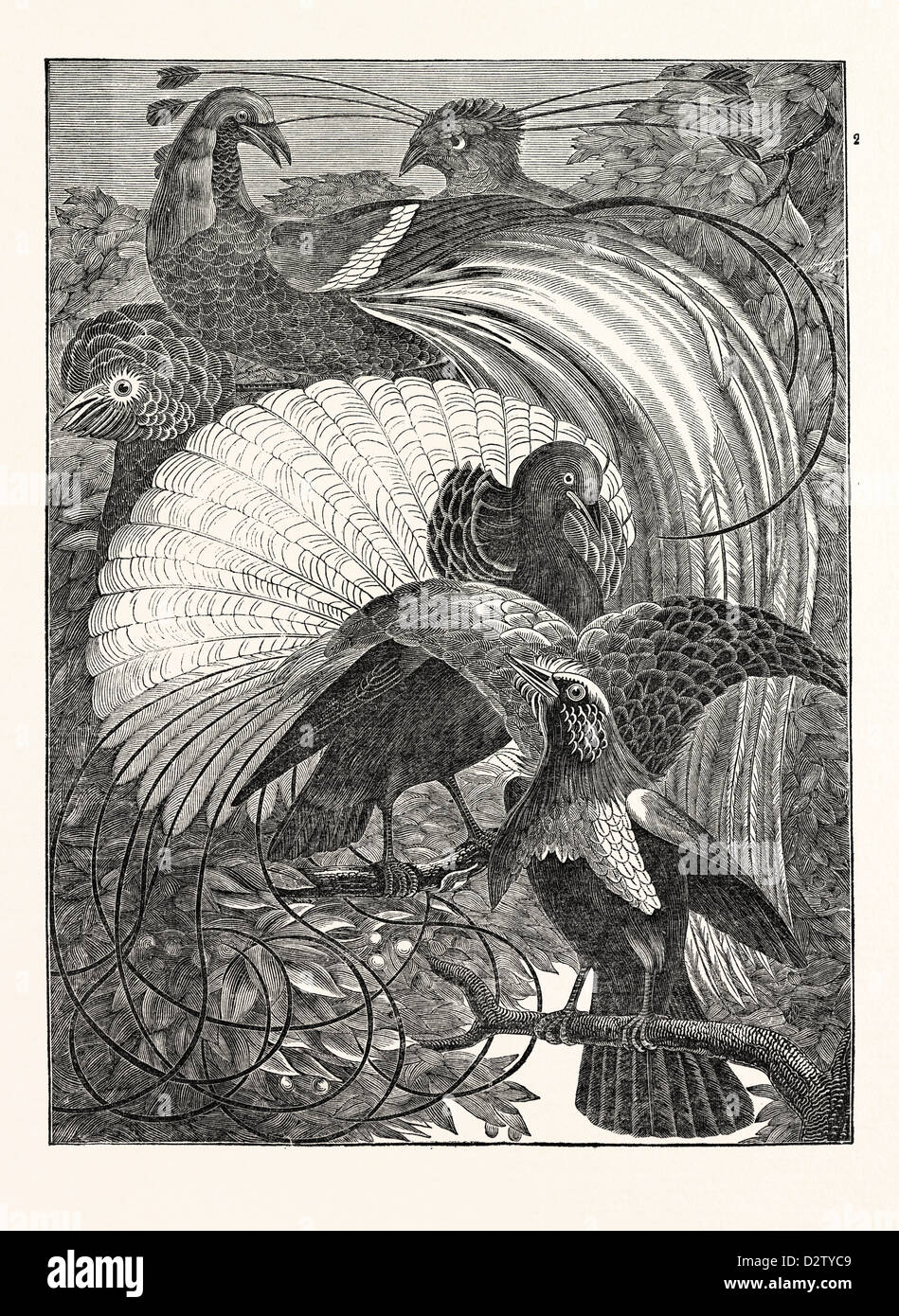 Paradisea aurea hi-res stock photography and images - Alamy