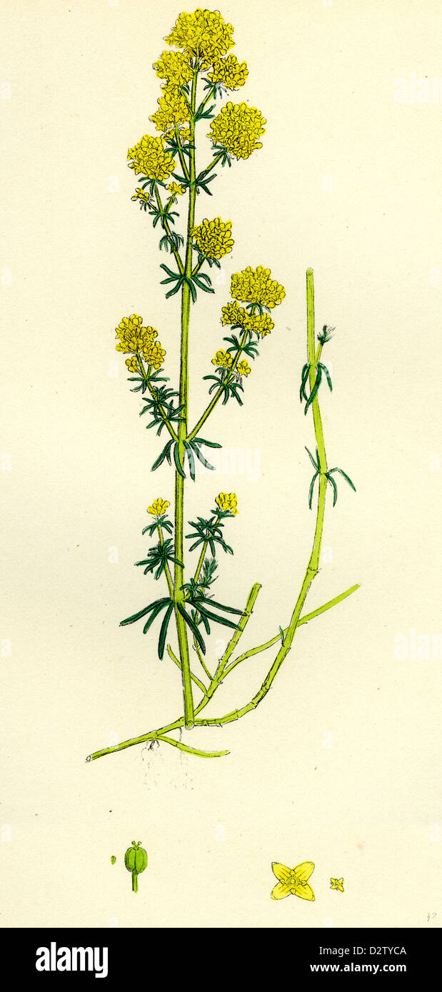 Galium verum Yellow Bedstraw Stock Photo - Alamy