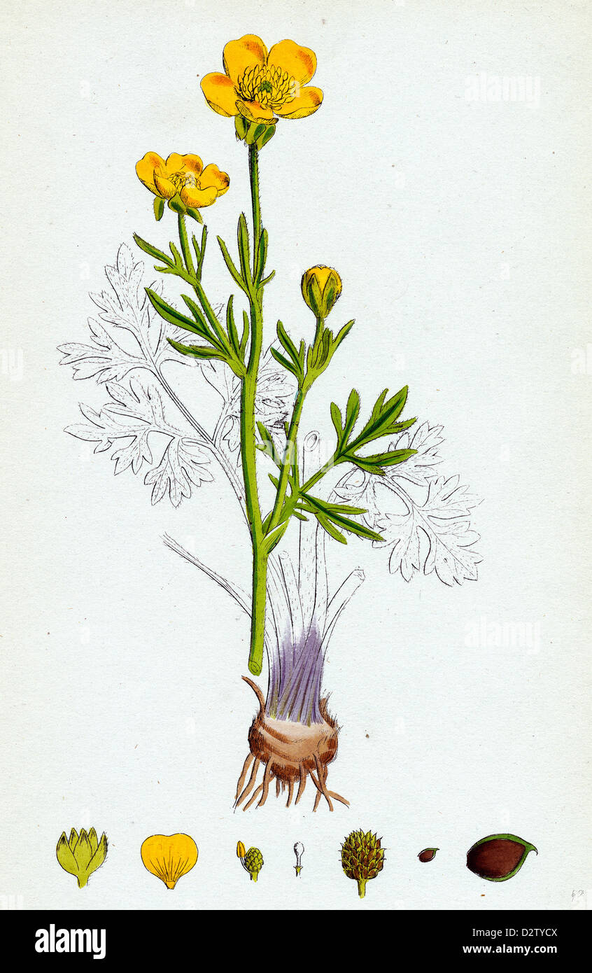 Ranunculus bulbosus; Bulbous Crowfoot Stock Photo - Alamy