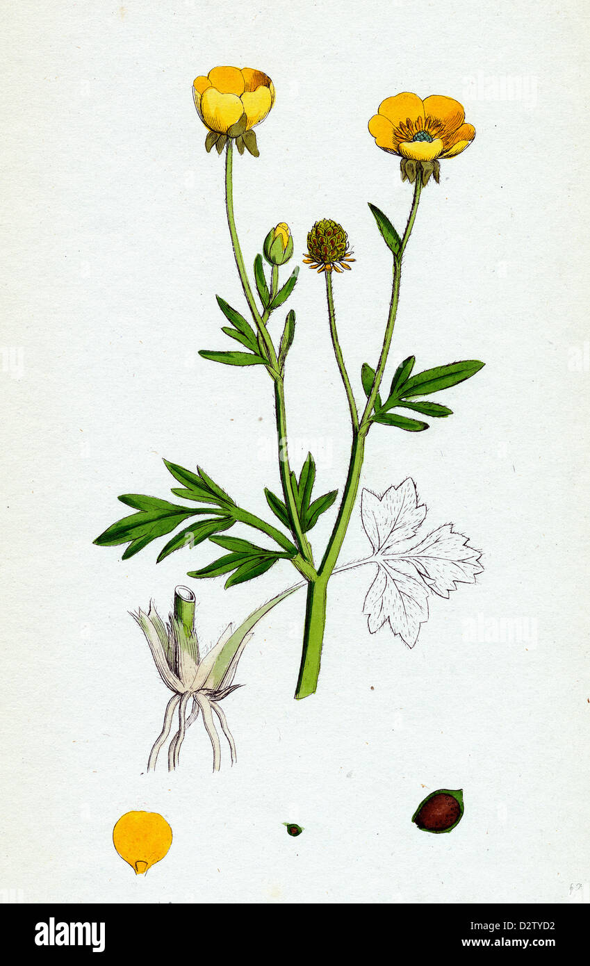 Ranunculus hirsutus; Hairy Crowfoot Stock Photo - Alamy