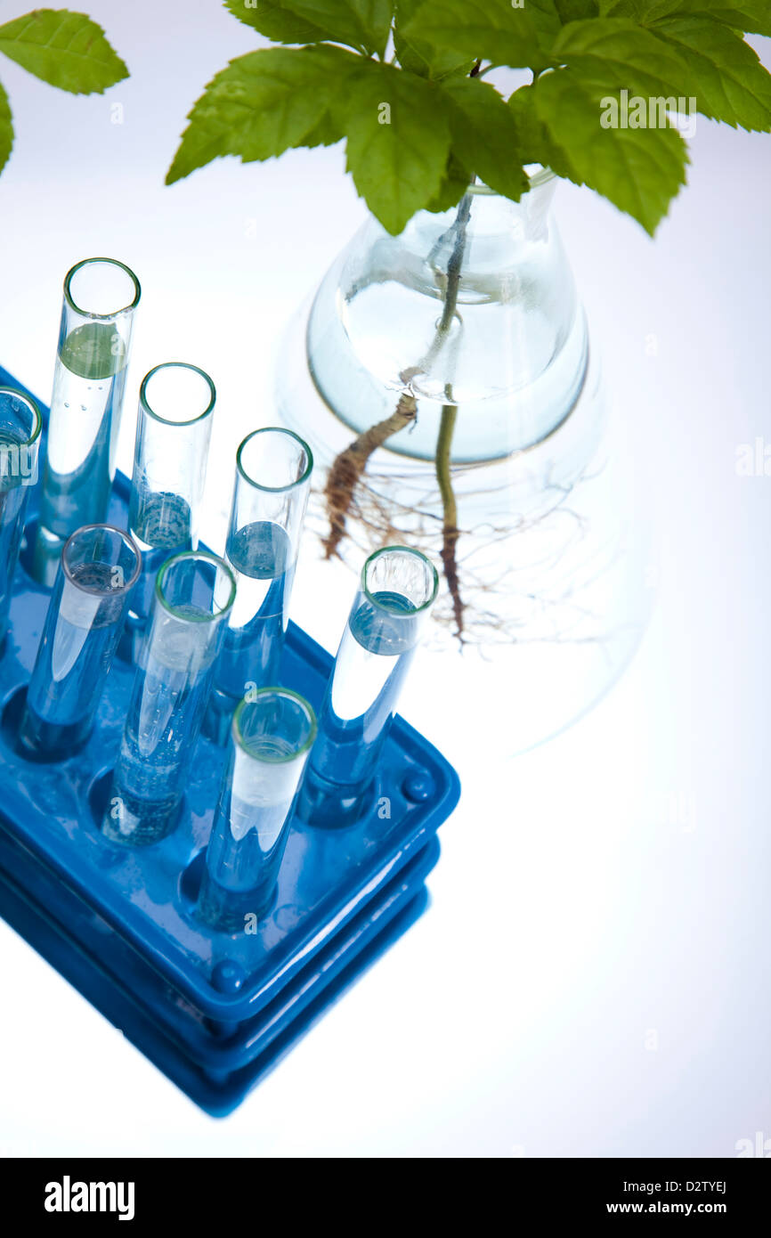 Chemistry equipment, plants laboratory glassware Stock Photo - Alamy