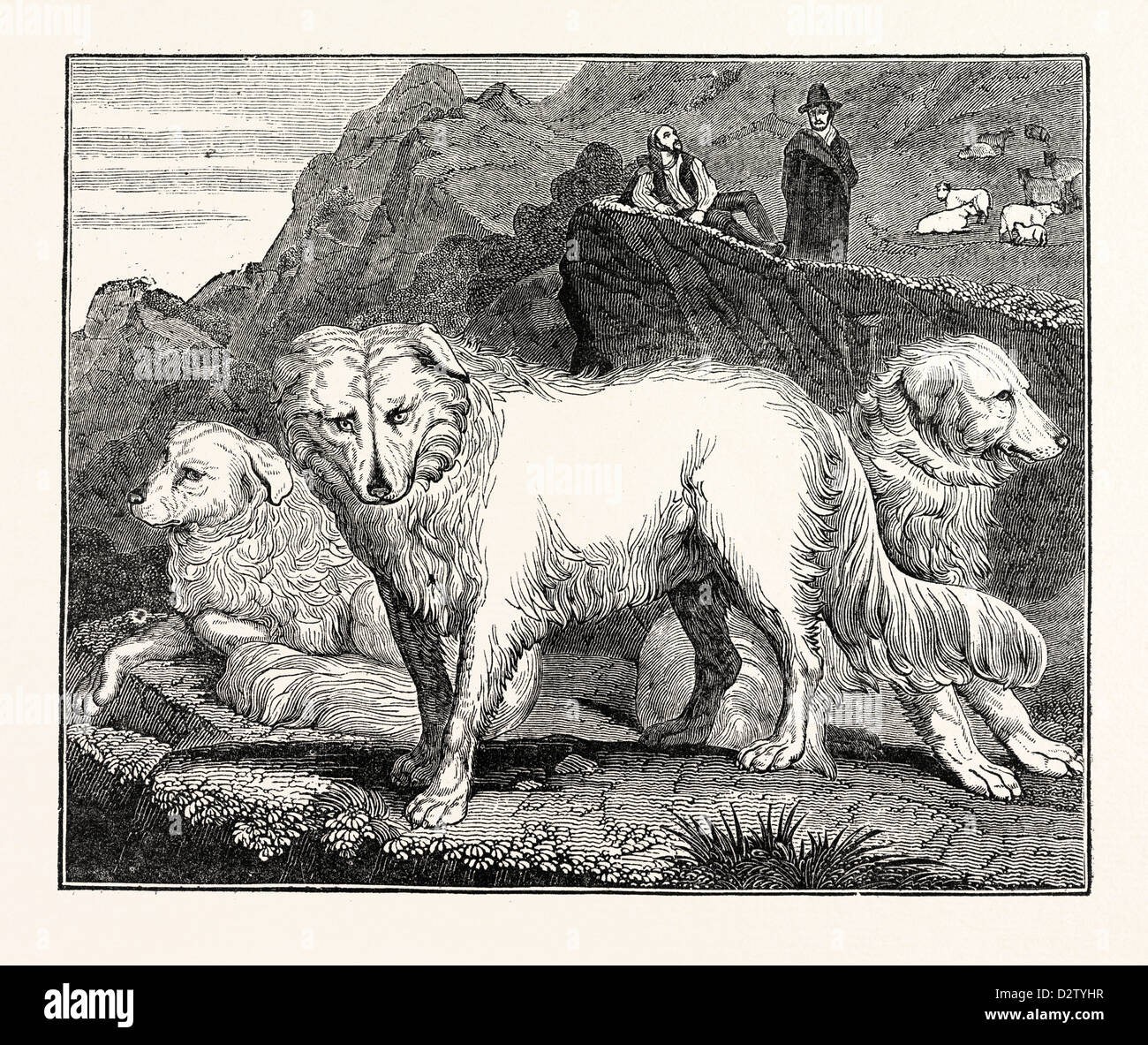 Italian wolf hi-res stock photography and images - Alamy