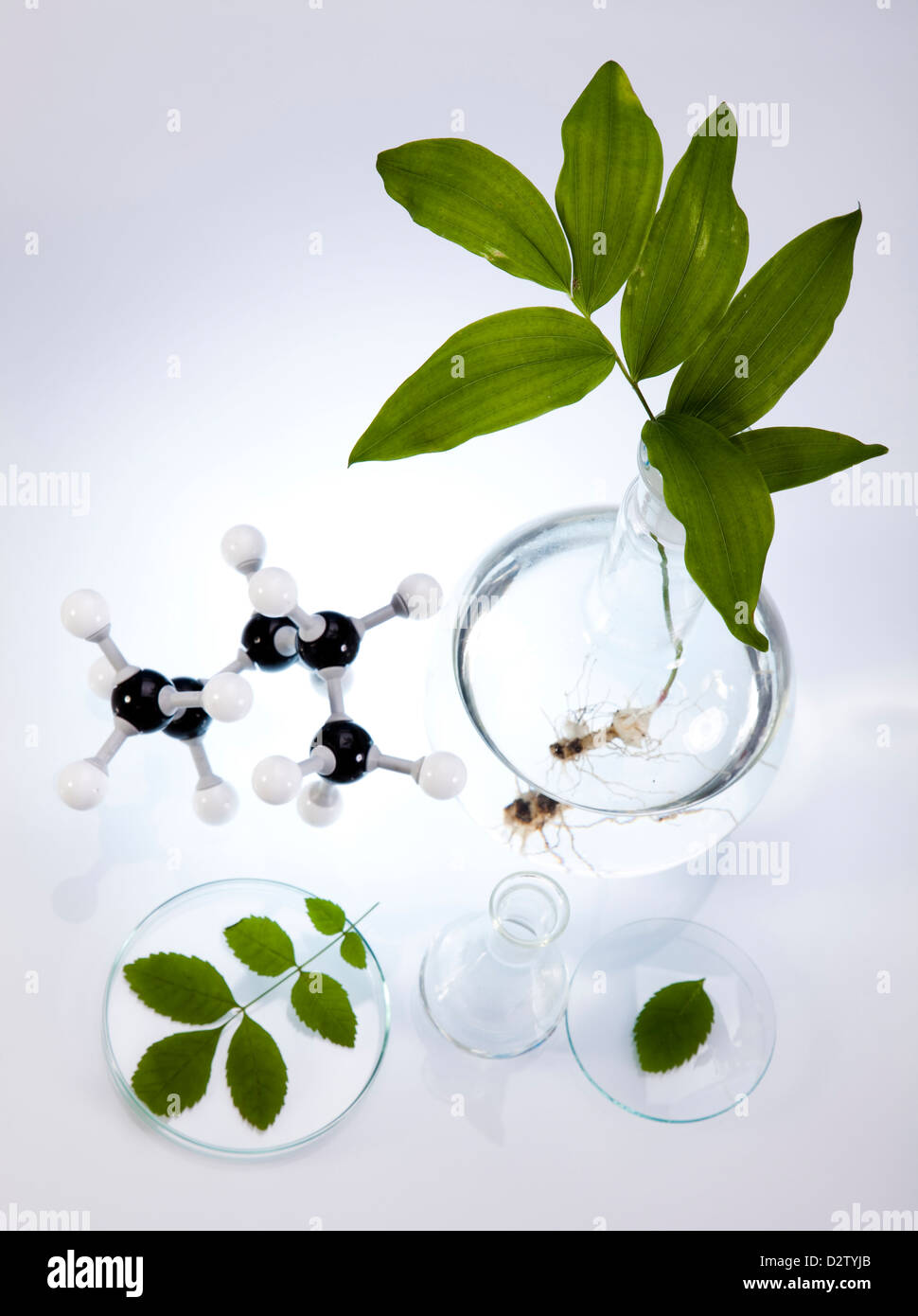 Research, plants growing in test tubes in a research laboratory Stock ...