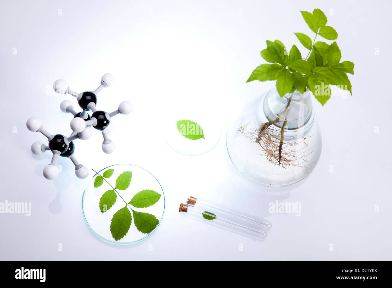 Research, plants growing in test tubes in a research laboratory Stock ...
