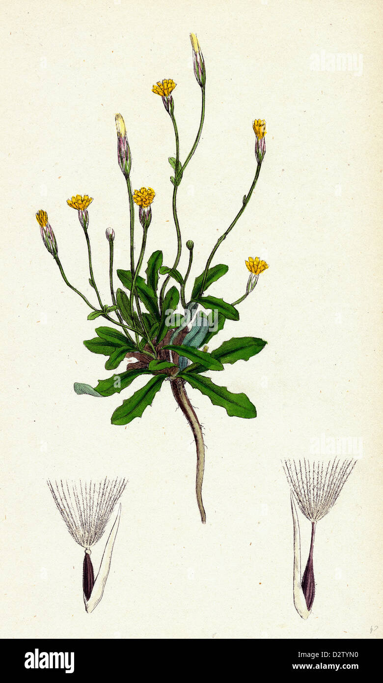 Hypochoeris glabra; Smooth Cat's-ear Stock Photo - Alamy